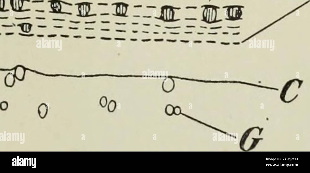 The rubber tree book . 151 - r -m-im :^^?l z^(fc^ XT MR. Diagram of ...