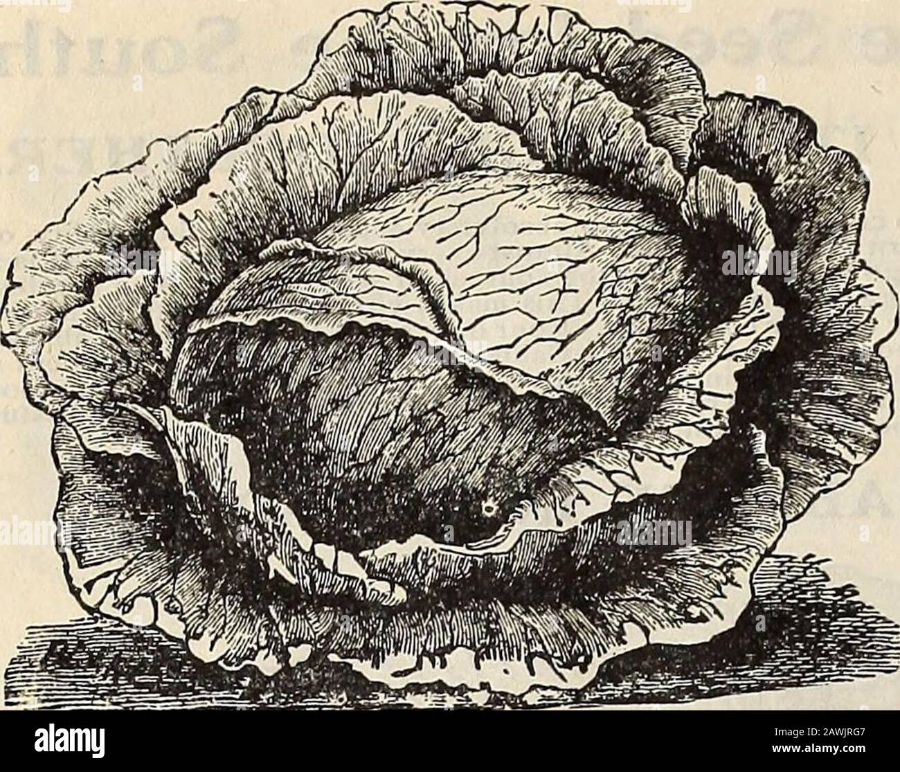 Alexander seed head hi-res stock photography and images - Alamy