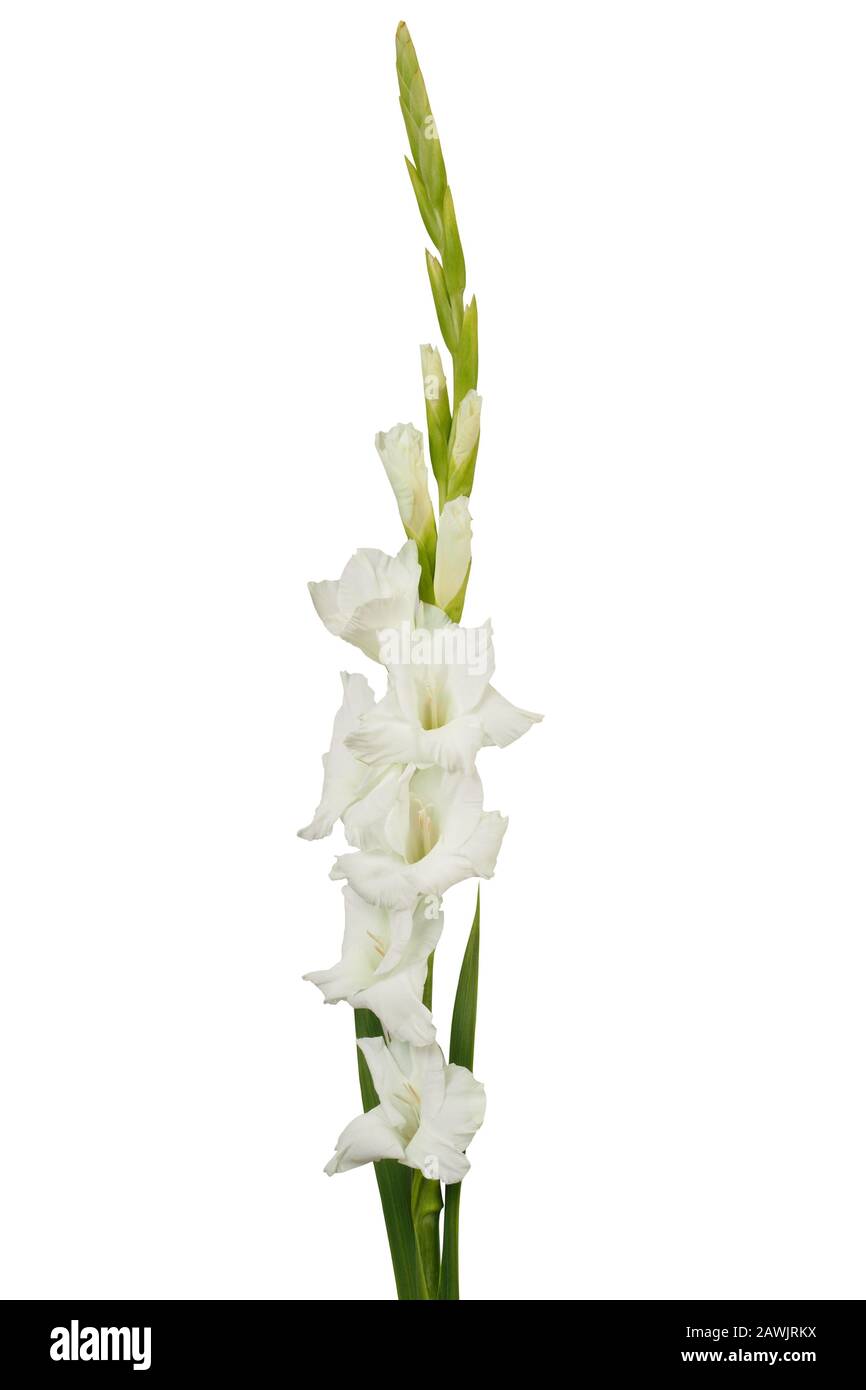 Sword lily hi-res stock photography and images - Alamy