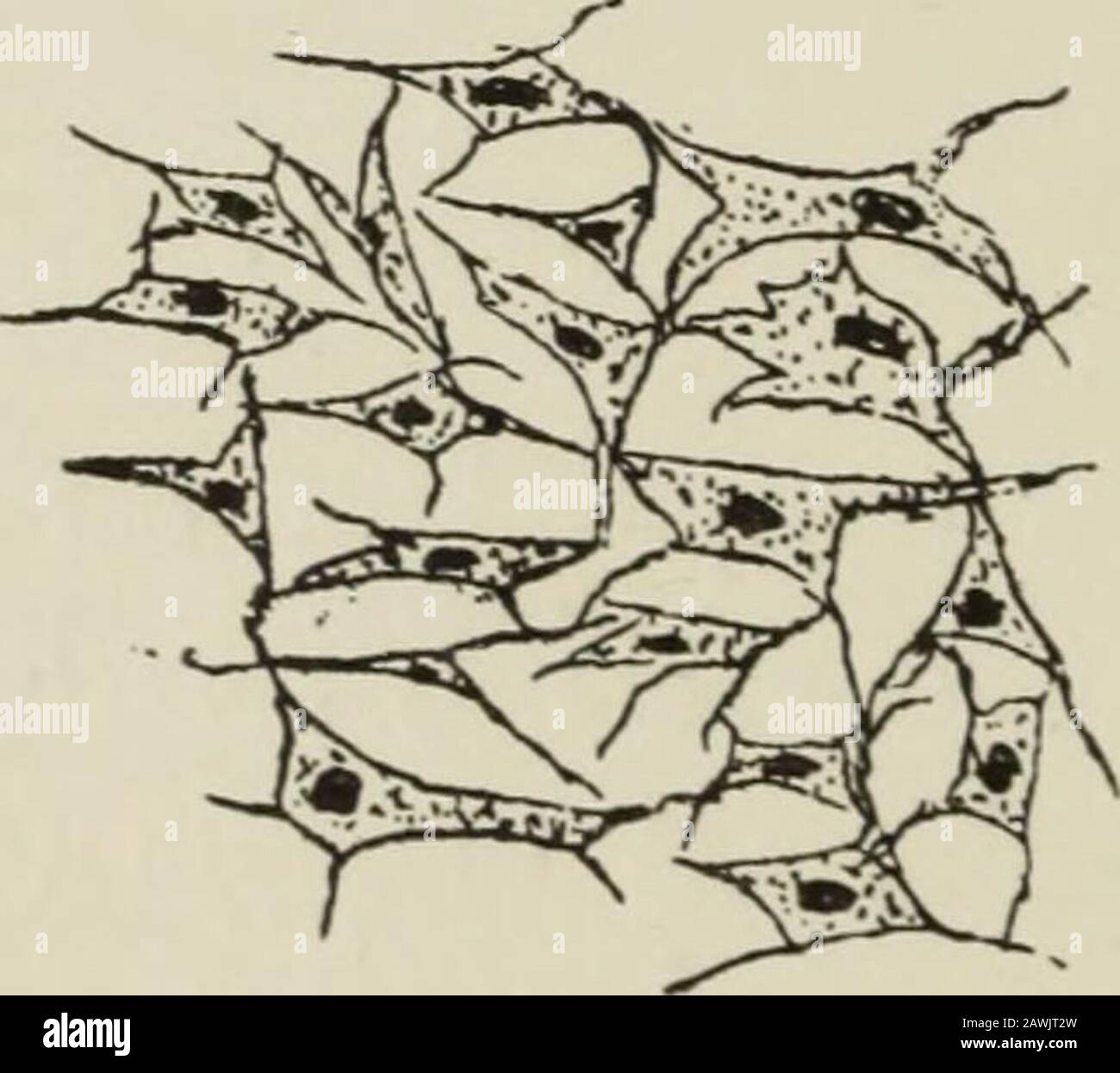 General surgery and pathology for dentists . xomata are composed of ...