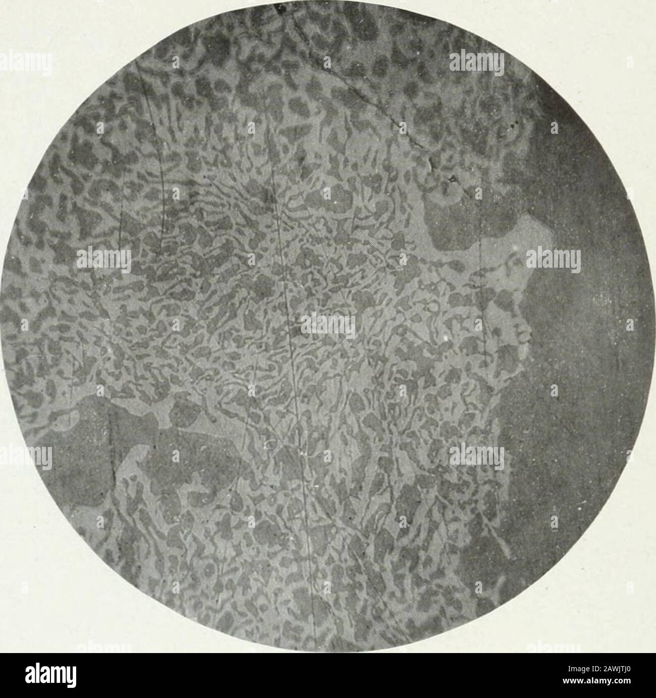 Magnification 500 hi-res stock photography and images - Alamy