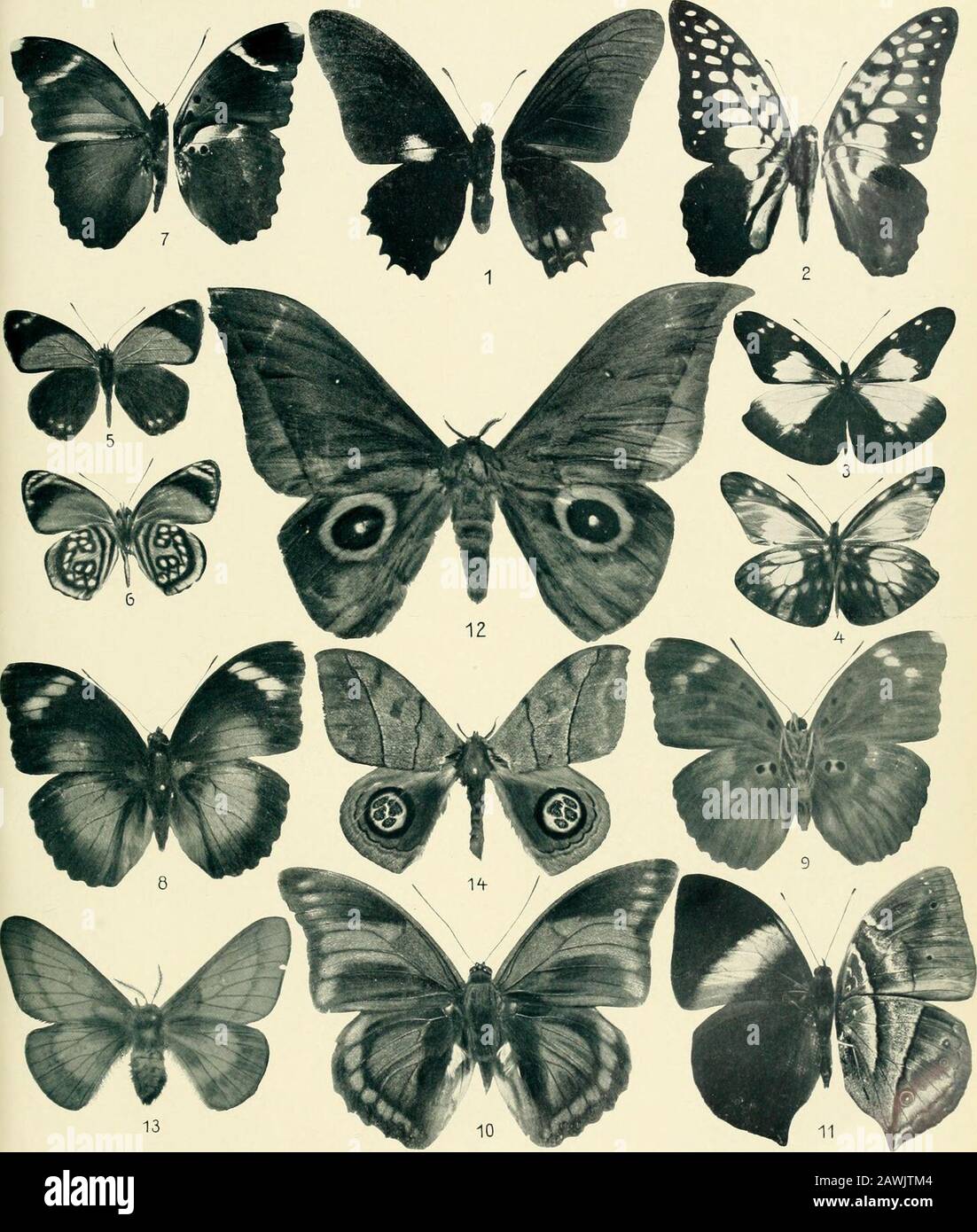 Lepidoptera Niepeltiana : Abbildungen und Beschreibungen neuer und ...