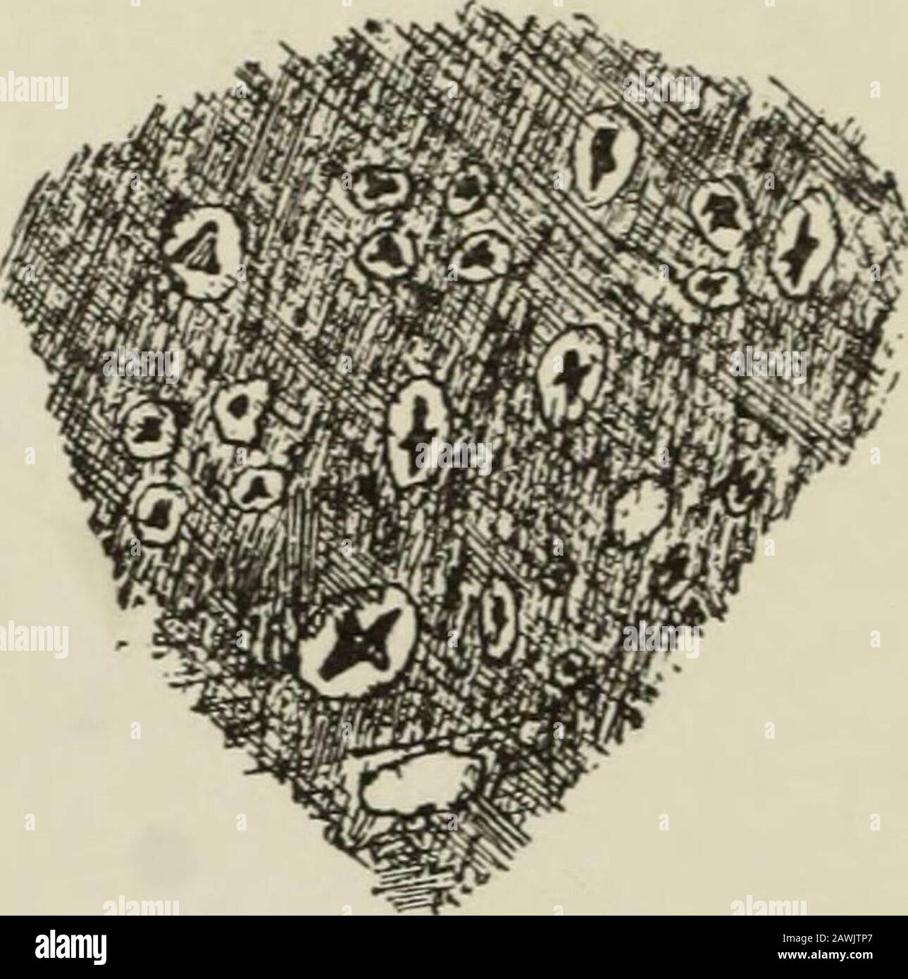 Shellout hi-res stock photography and images - Alamy