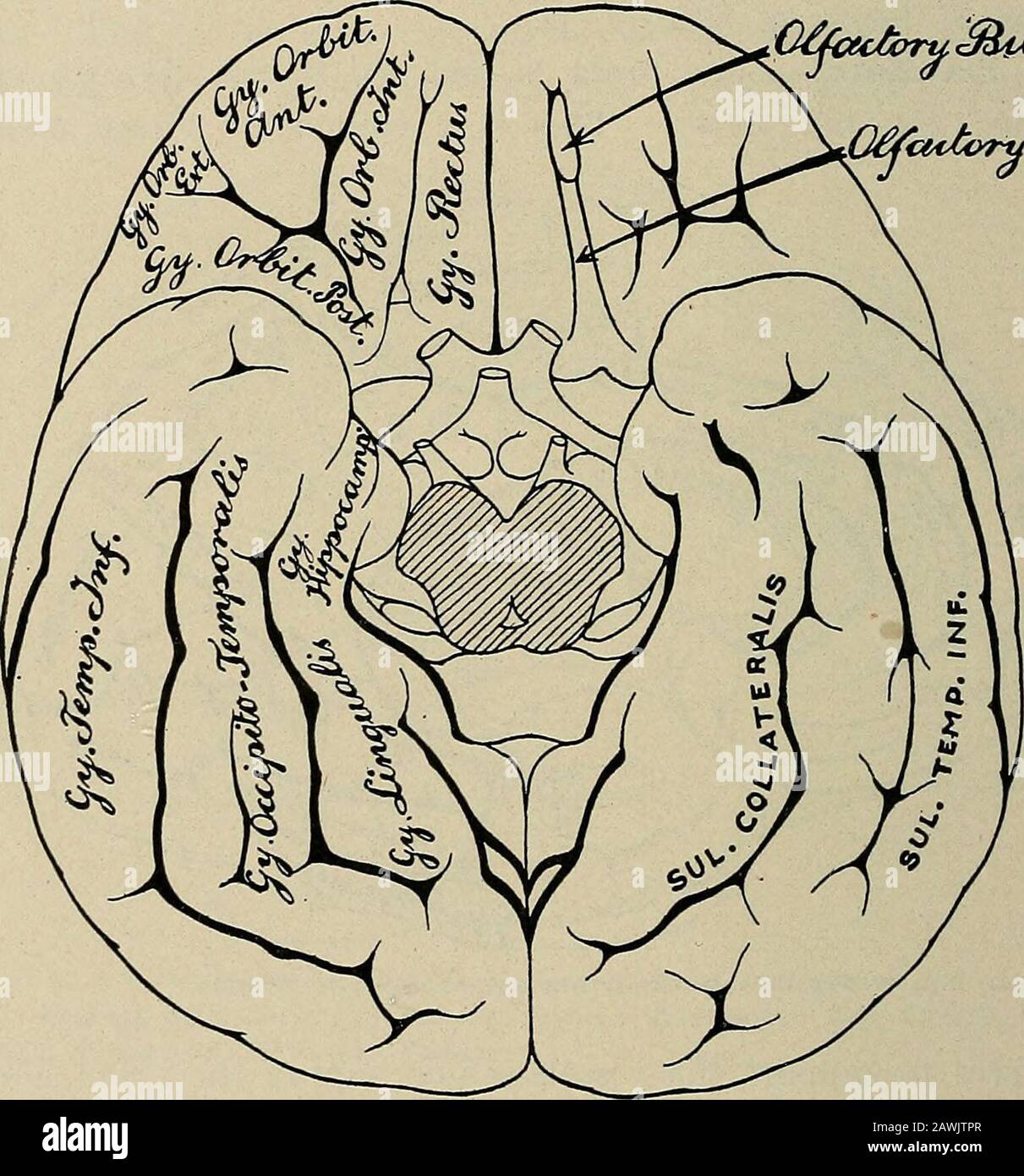 Connective Tissue Septa High Resolution Stock Photography and Images ...