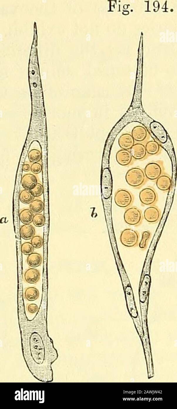 Quain's elements of anatomy Stock Photo - Alamy