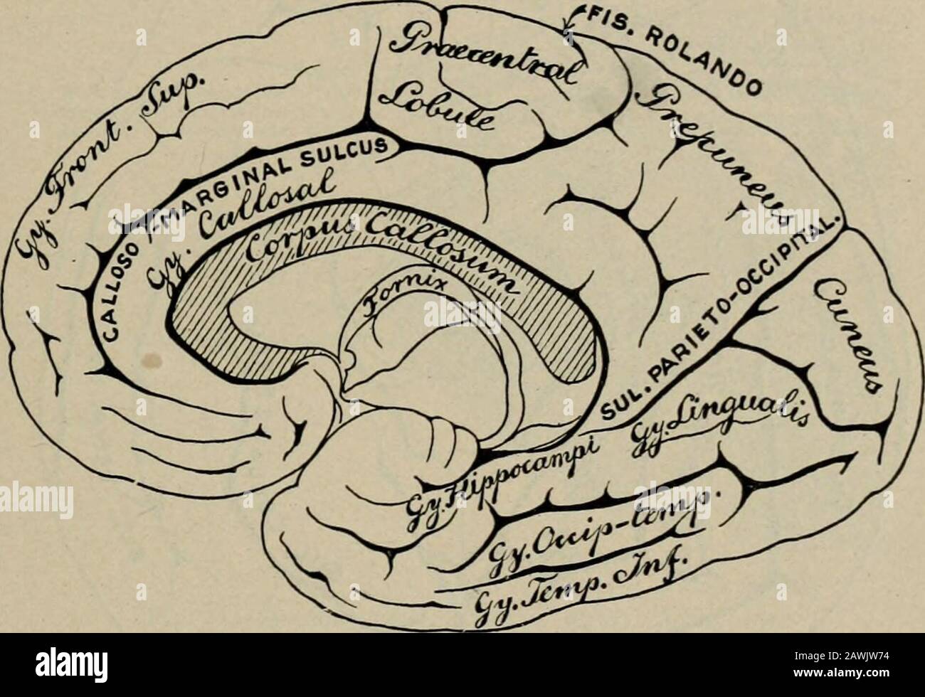 Brocas area hi-res stock photography and images - Alamy