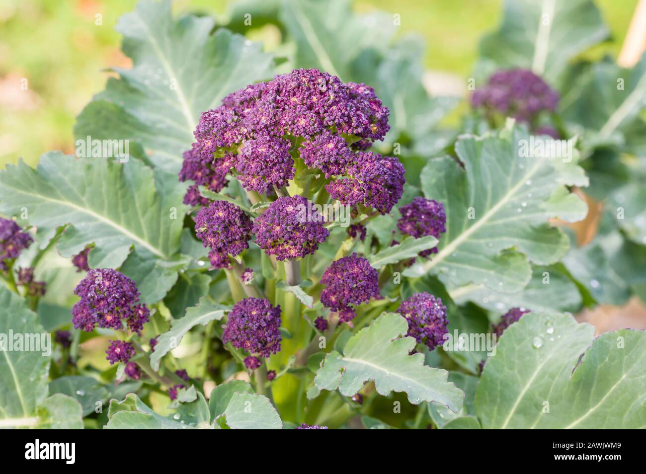 Purple sprouting broccoli Rudolph (brassica oleraceae) growing in a ...