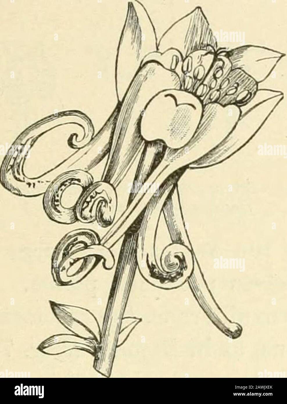 The origin of floral structures through insect and other agencies . Fig ...