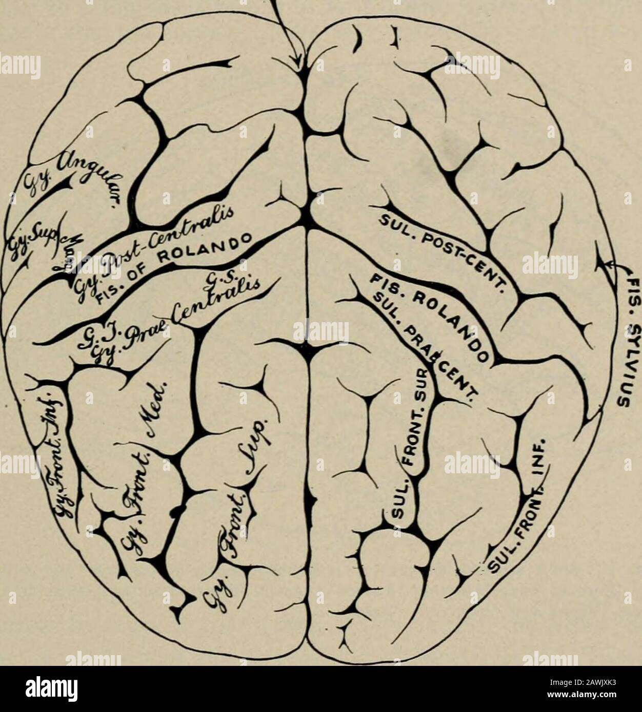 Operative surgery, for students and practitioners . s, and the parieto ...