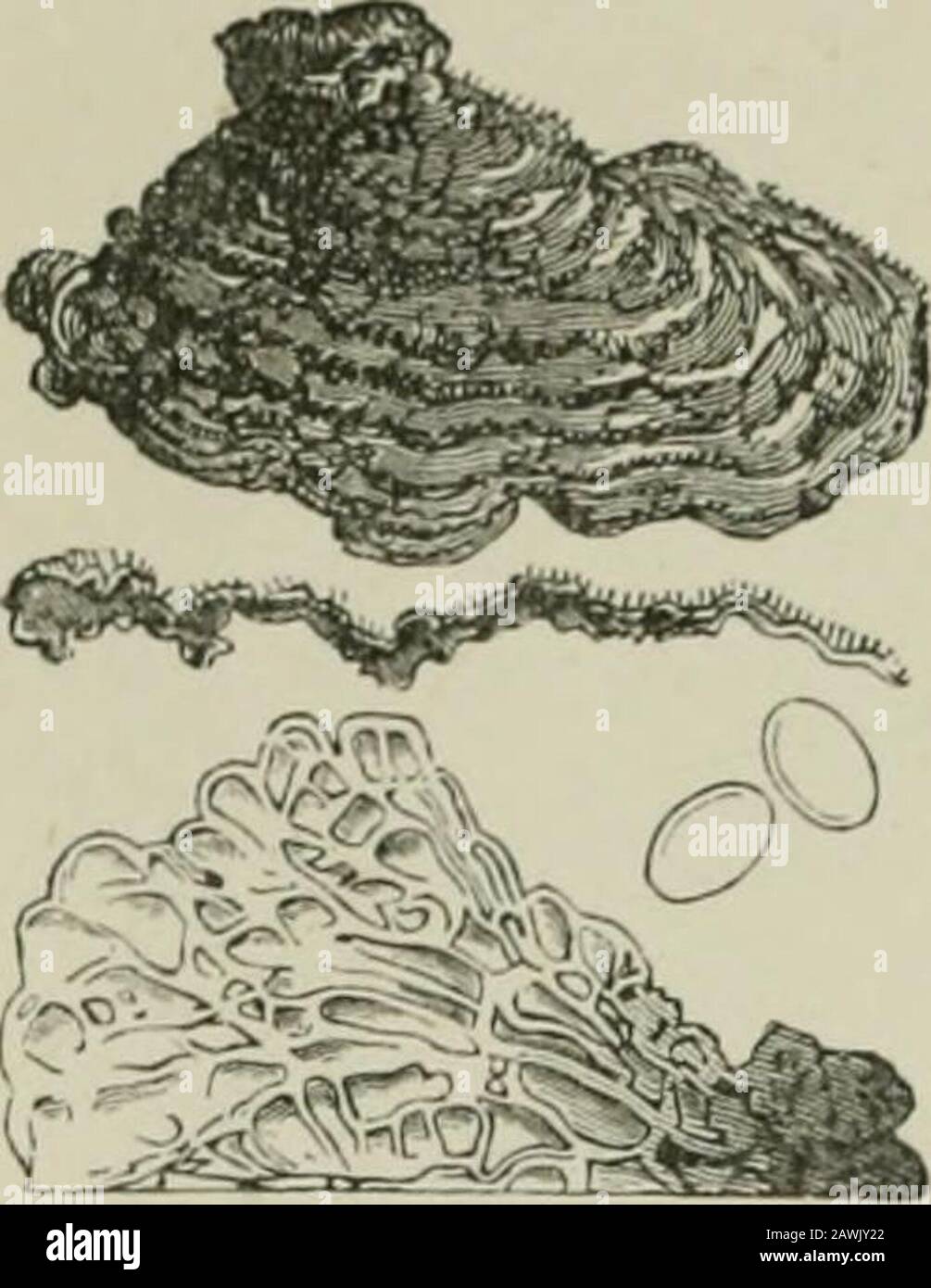 Typical reticulate hi-res stock photography and images - Alamy