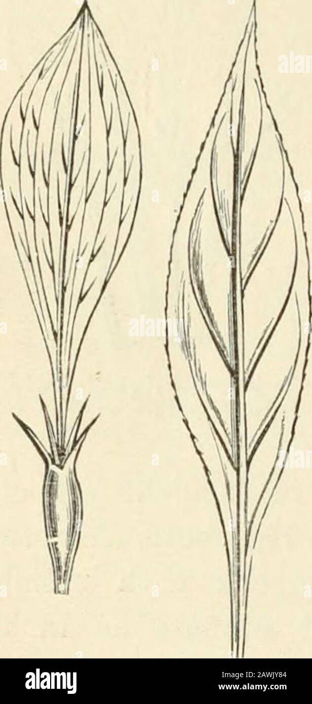 Subulate tooth hi-res stock photography and images - Alamy