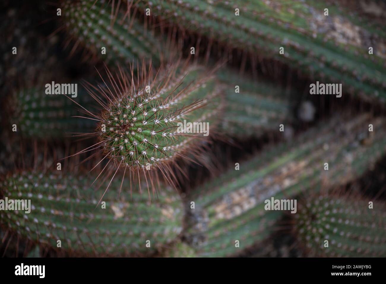 Cleistocactus hyalacanthus is a species of columnar cacti in the genus ...