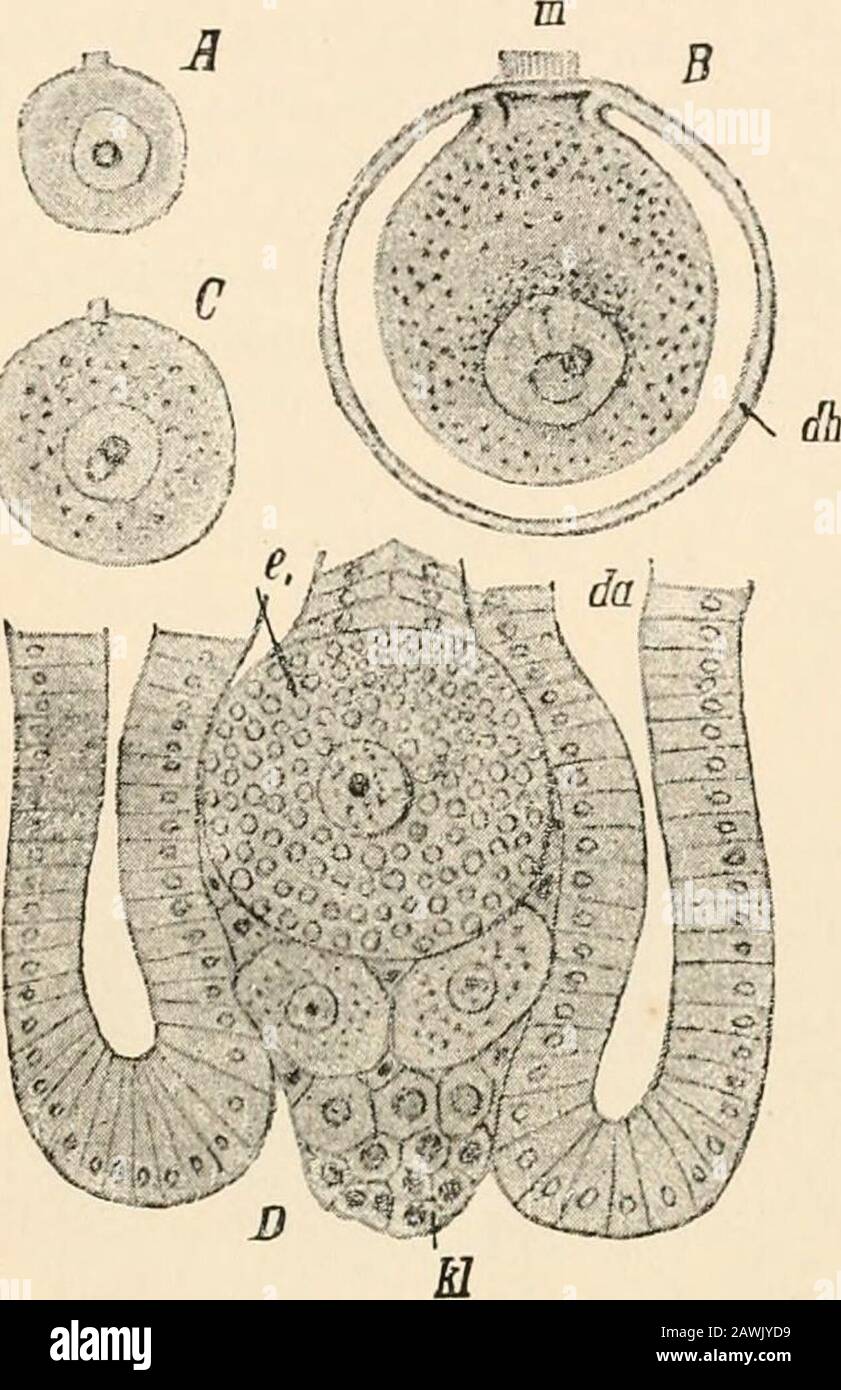 Theegg hi-res stock photography and images - Alamy