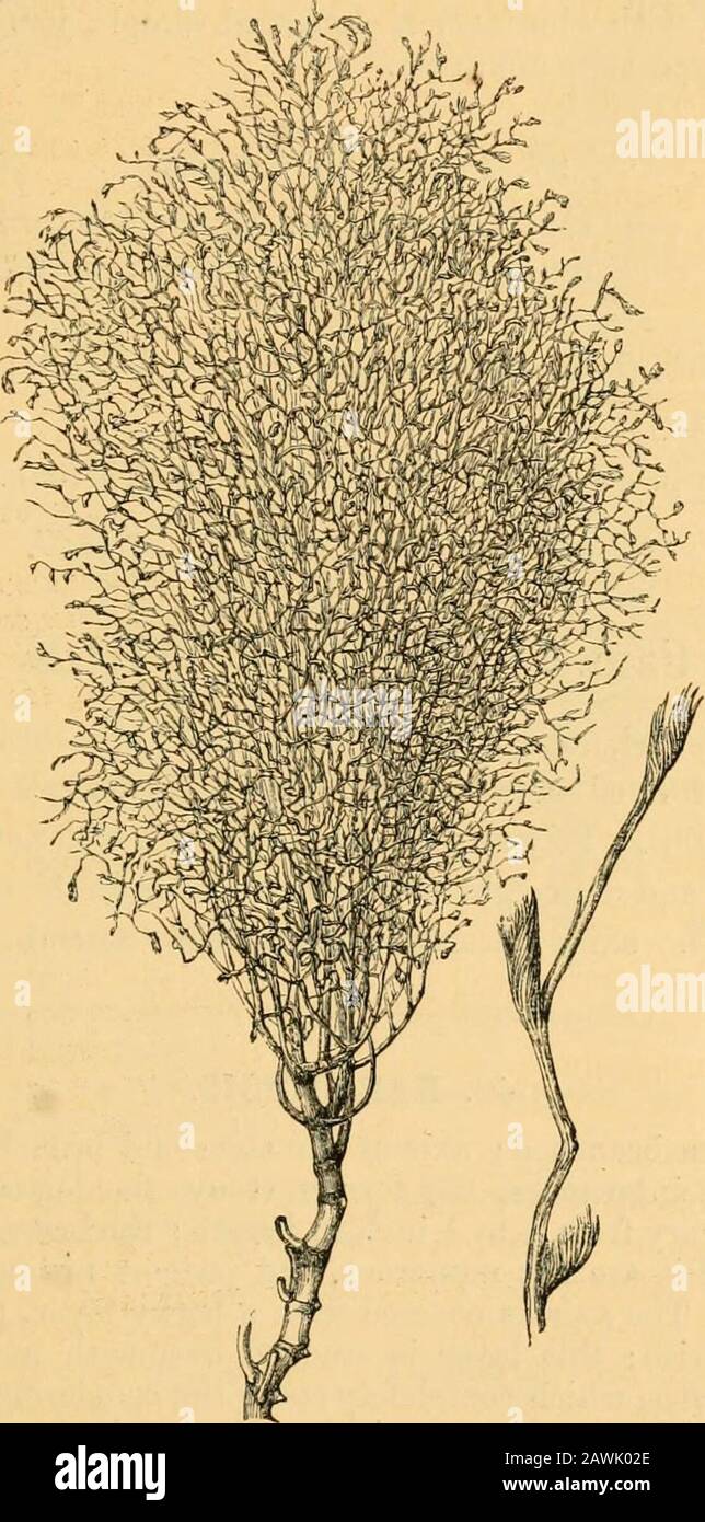 Catalogue of lithophytes or stony corals in the collection of the ...