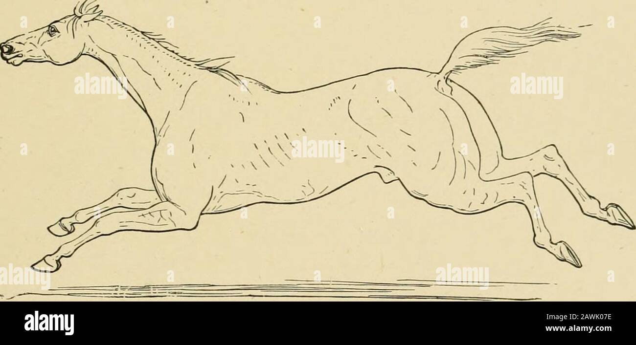 The horse in the stable and the field : his varieties, management in ...