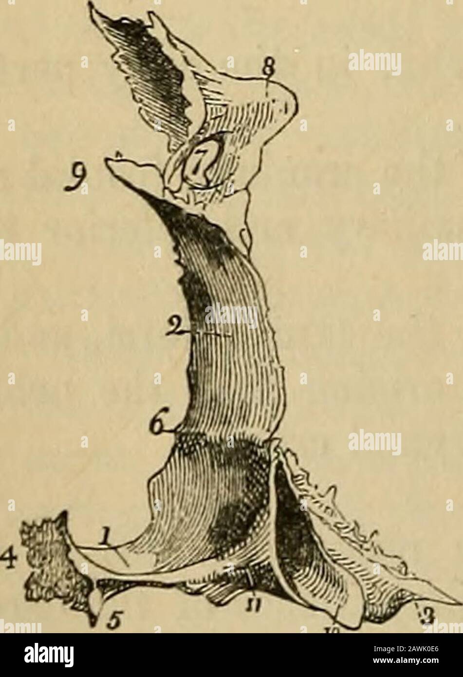 The anatomist's vade mecum : a system of human anatomy . of the frontal ...