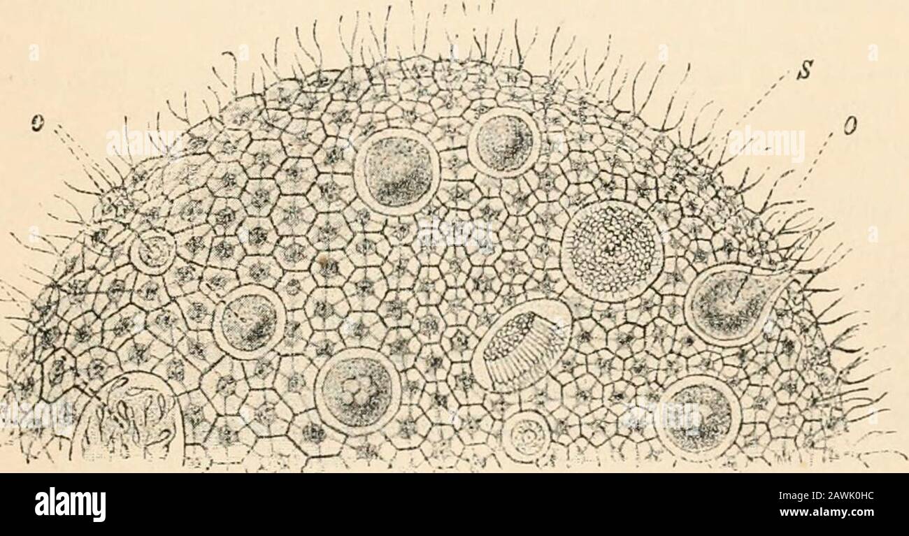 Volvox colony hi-res stock photography and images - Alamy