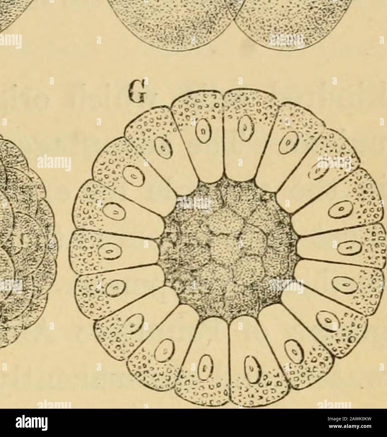 The evolution of man : a popular exposition of the principal points of ...