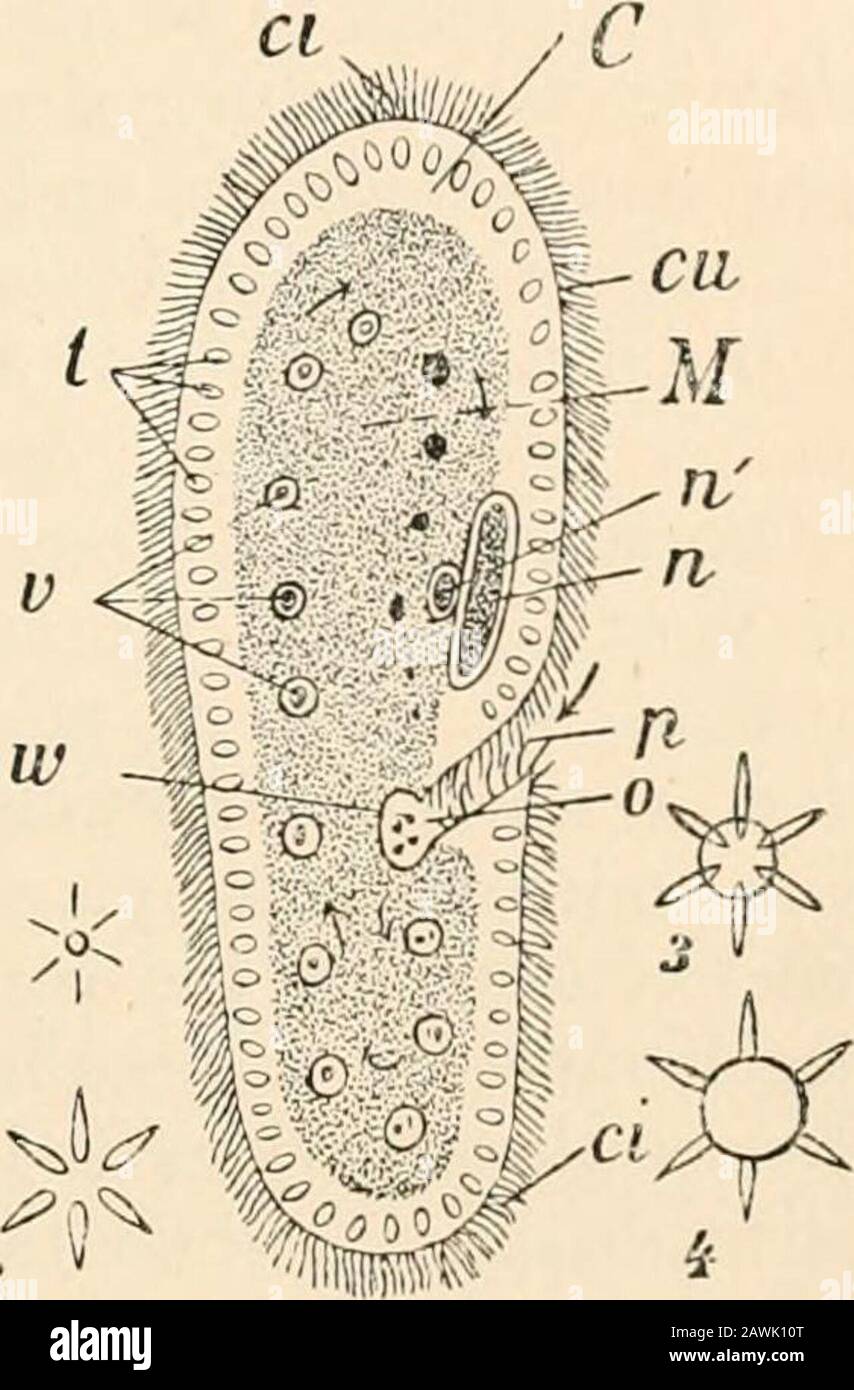 Sarcodina hi-res stock photography and images - Alamy