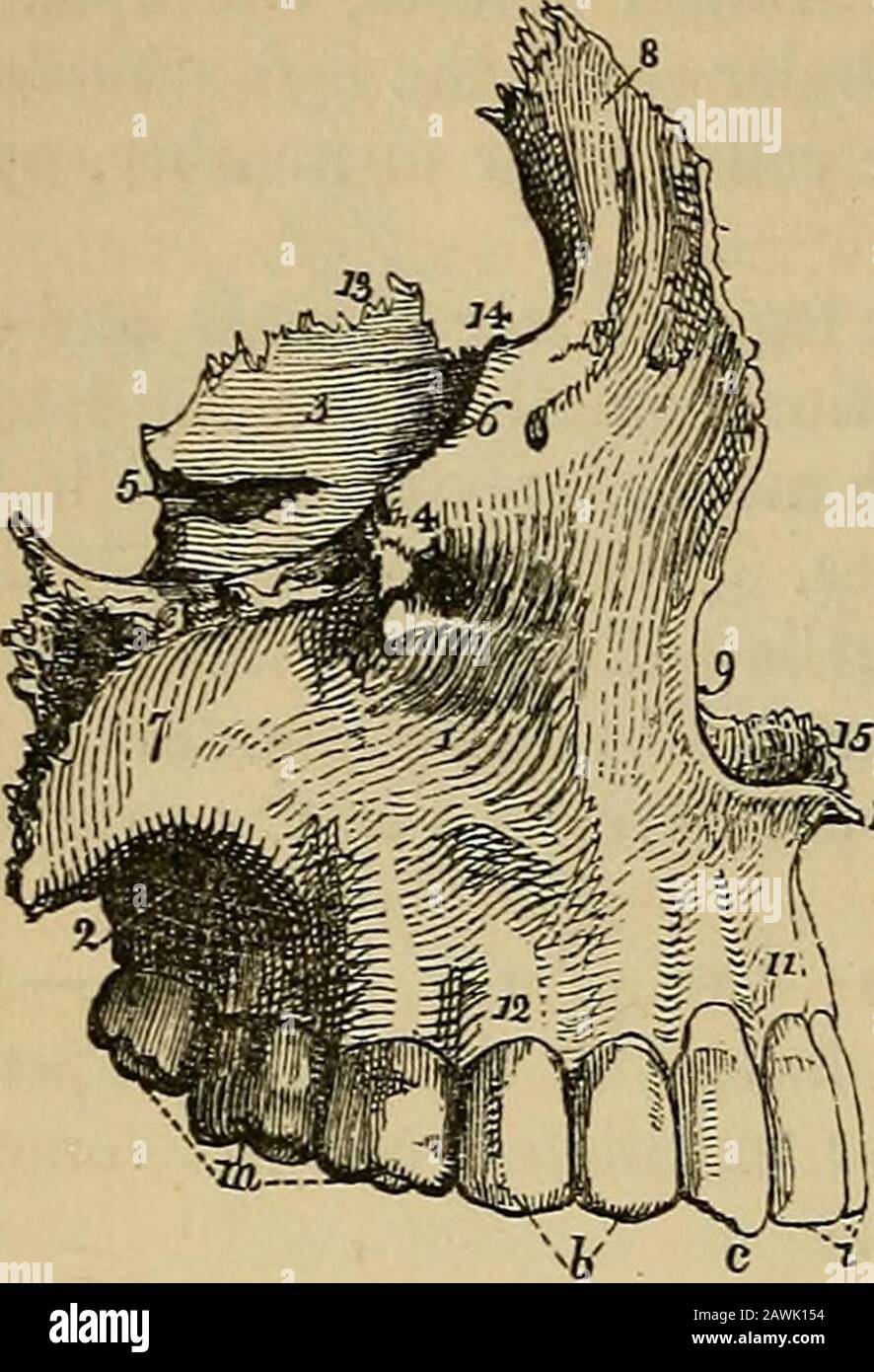 The anatomist's vade mecum : a system of human anatomy . ernally with a ...