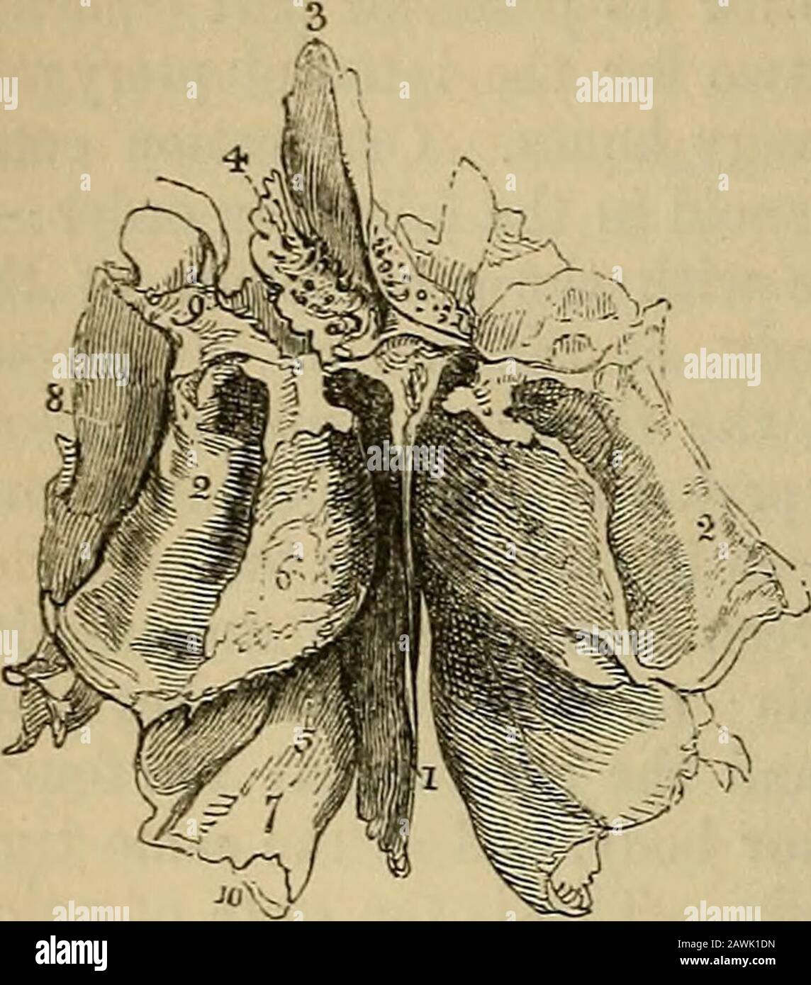 Perforated septum hi-res stock photography and images - Alamy