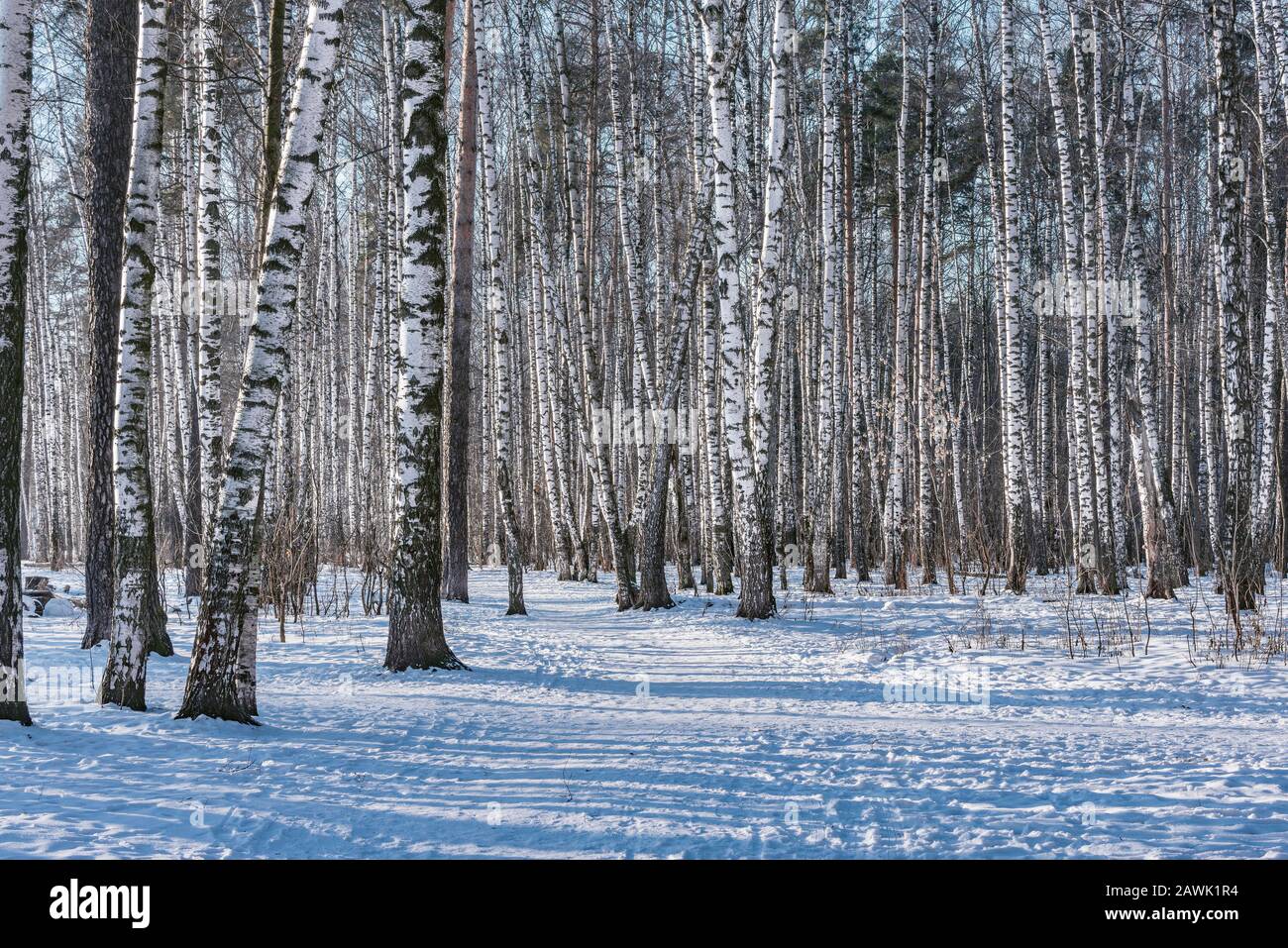 Birch tree grove Stock Photo - Alamy