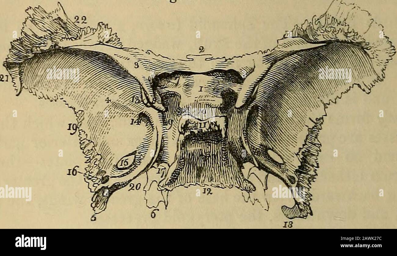 The anatomist's vade mecum : a system of human anatomy . ined surface ...