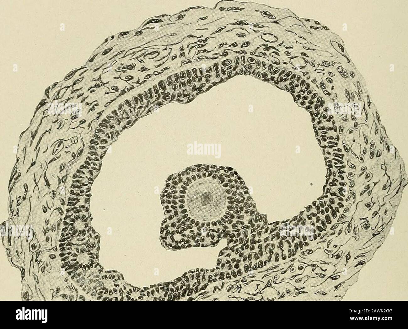 Tunica externa hi-res stock photography and images - Alamy