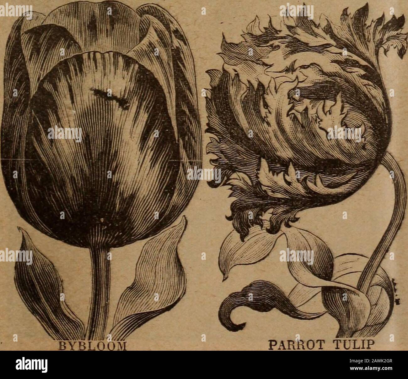 Fully reflexed petals hi-res stock photography and images - Alamy