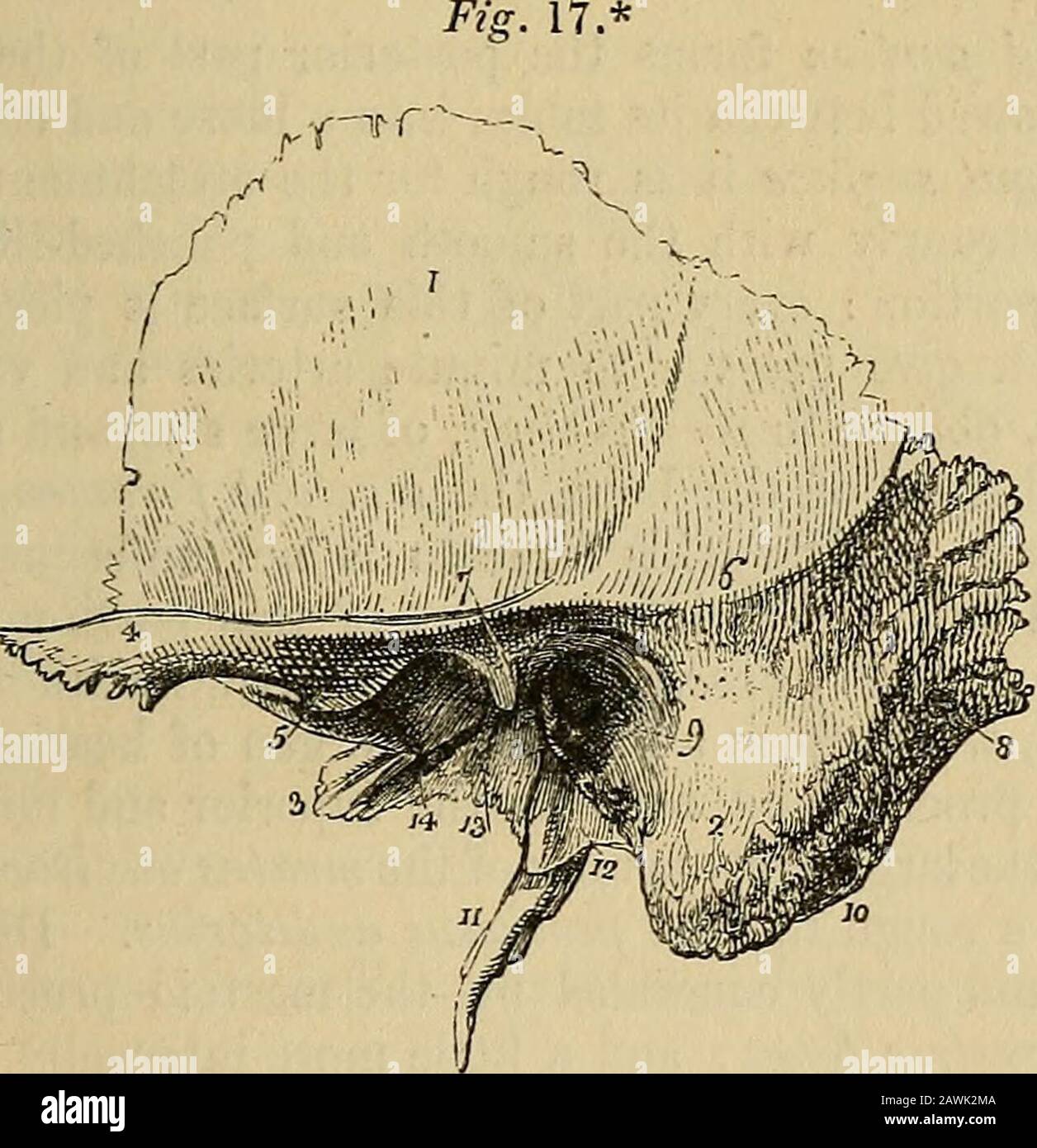 The anatomist's vade mecum : a system of human anatomy . erior oblique ...