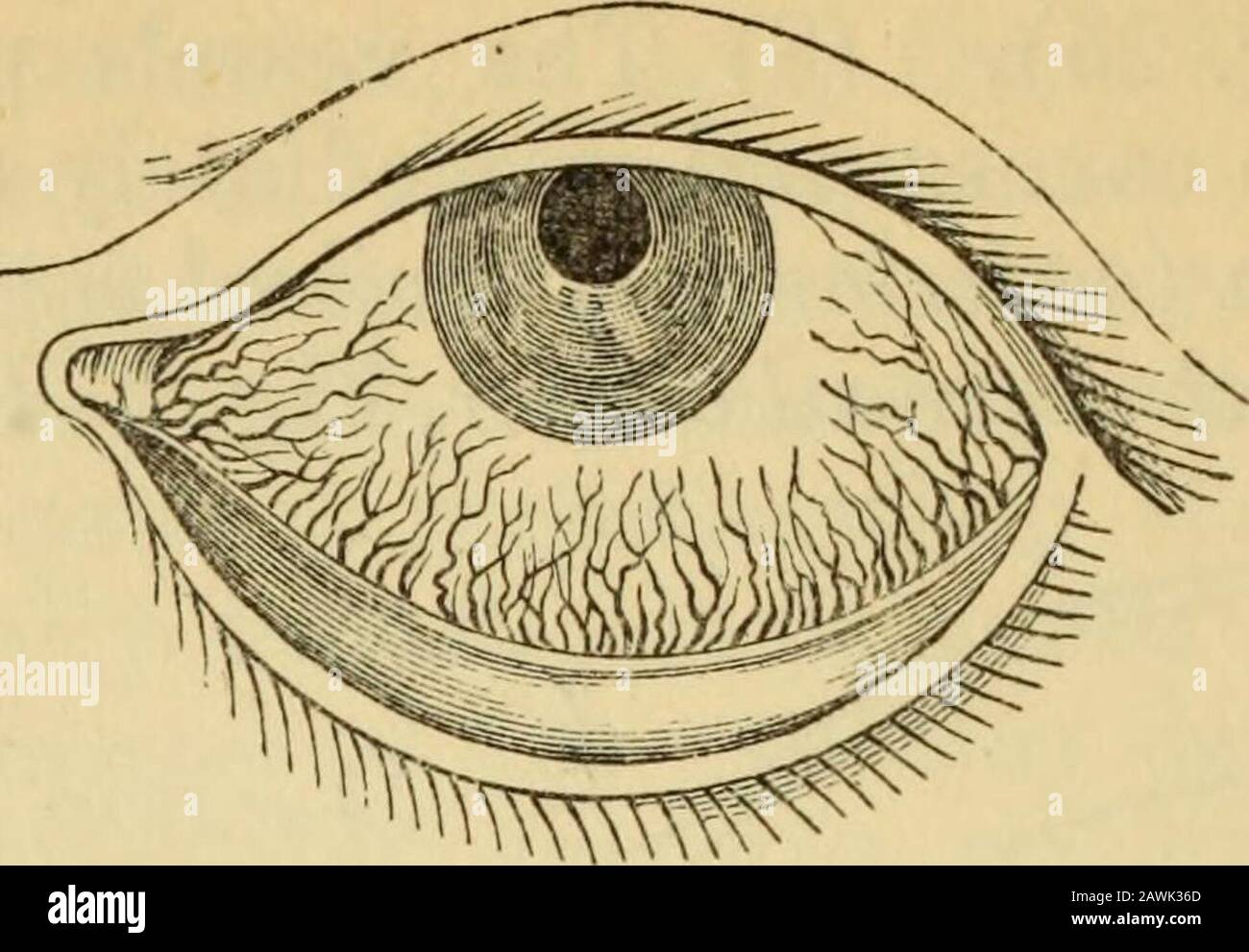 Anterior ciliary arteries hi-res stock photography and images - Alamy