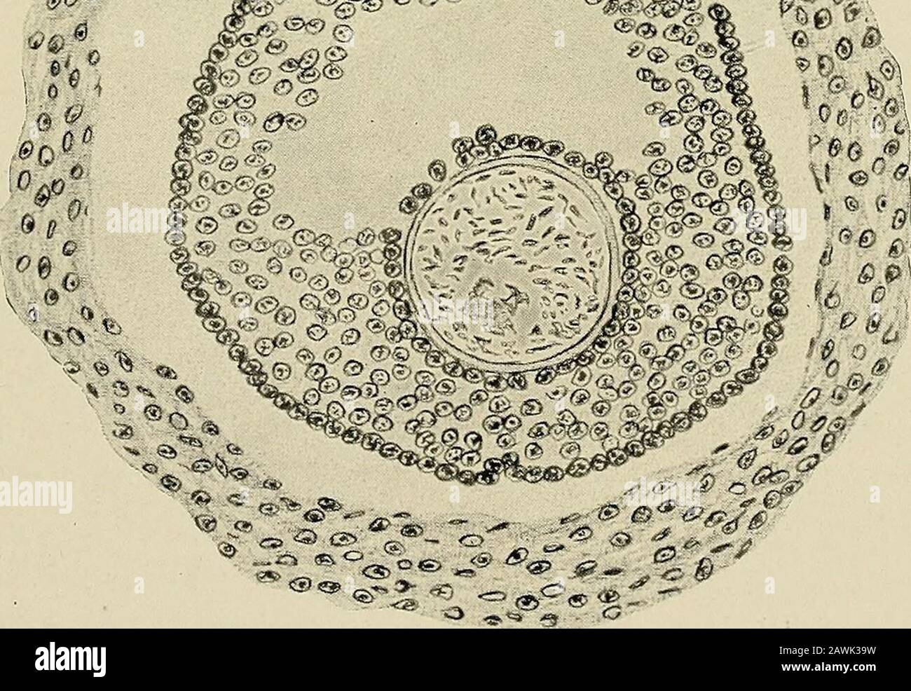 Primordial follicle hi-res stock photography and images - Alamy