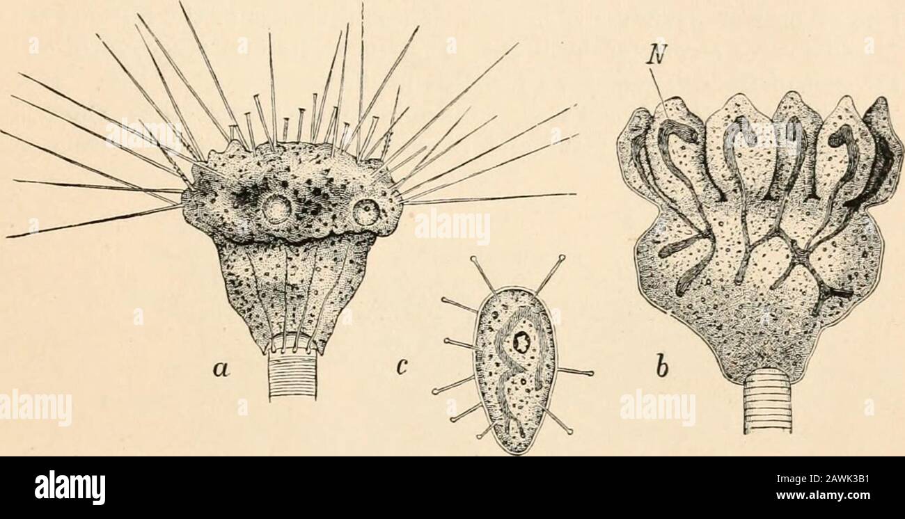 Peritricha hi-res stock photography and images - Alamy