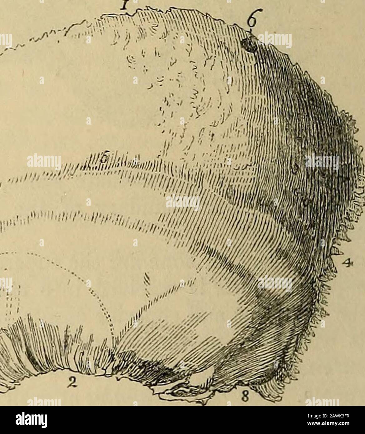 The anatomist's vade mecum : a system of human anatomy . panded portion ...