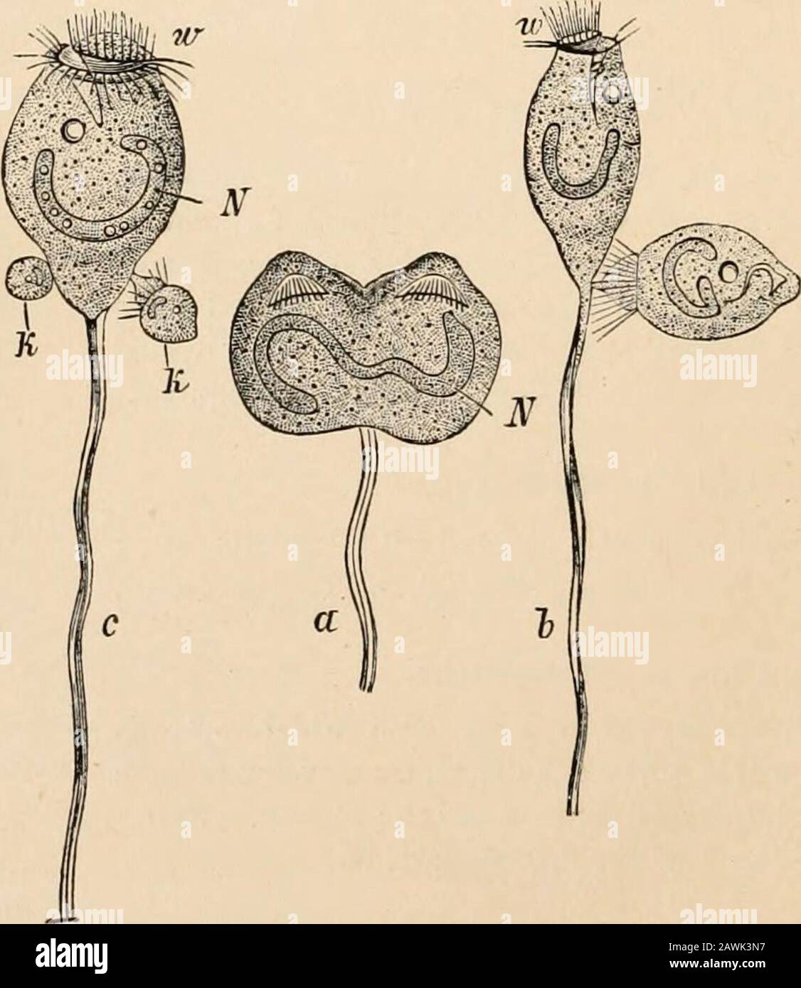 Text-book of comparative anatomy . FIG. 14.—Stylonychia mytilus, after ...