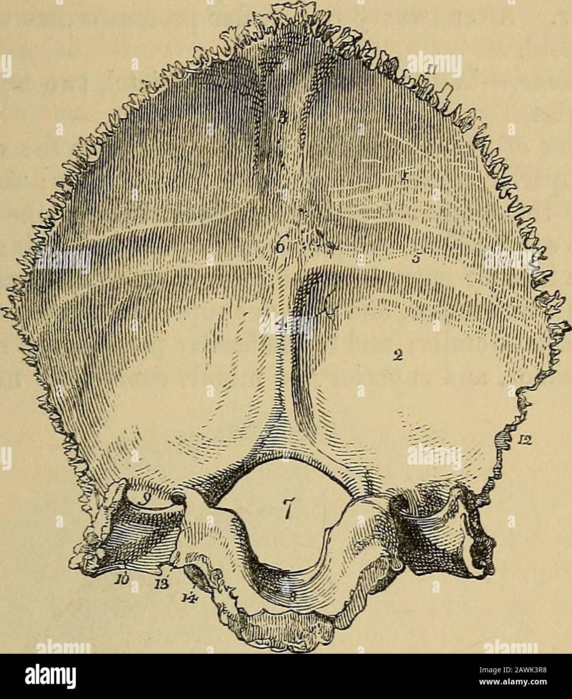Inferior petrosal sinus hi-res stock photography and images - Alamy