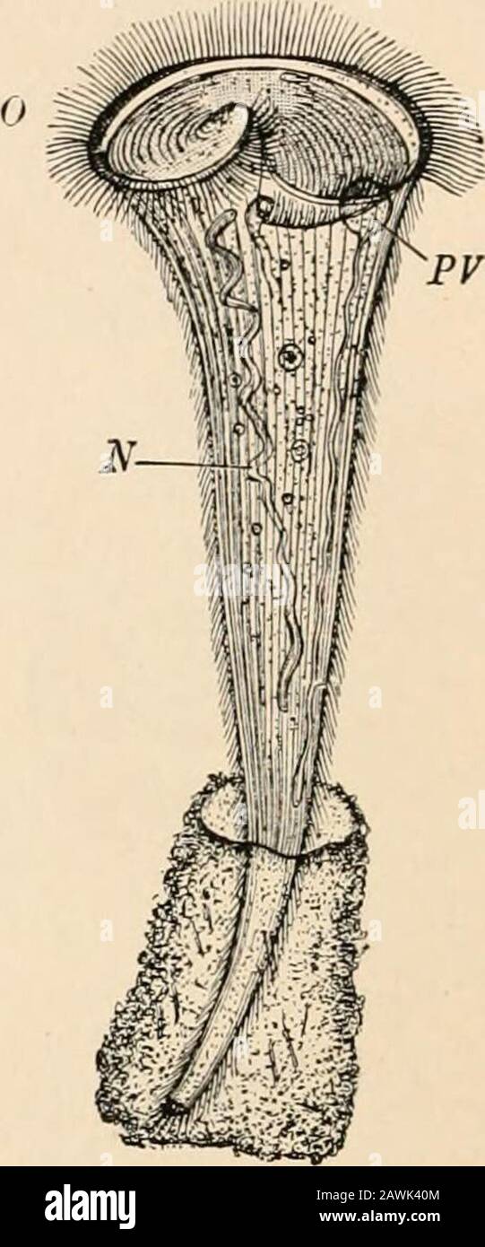 Text-book of comparative anatomy . FIG. 14.—Stylonychia mytilus, after ...