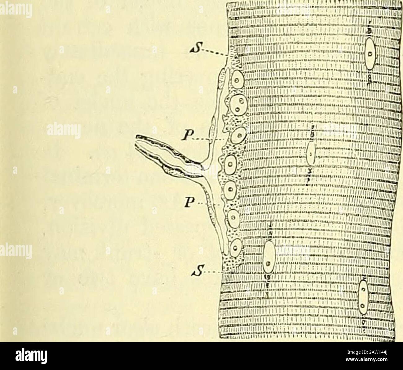 Cardiac muscle striated hi-res stock photography and images - Alamy