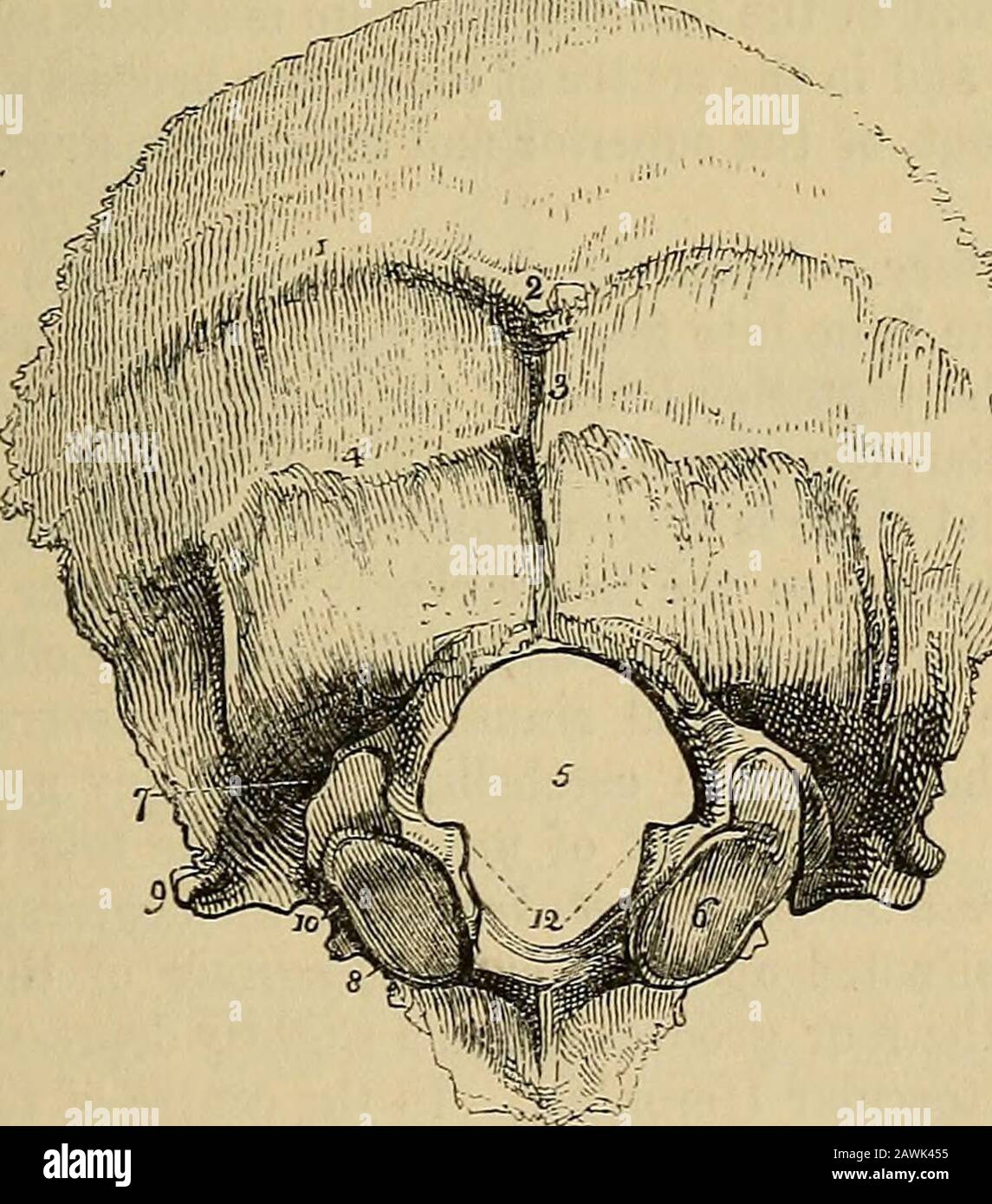 Coccygeus muscle hi-res stock photography and images - Alamy