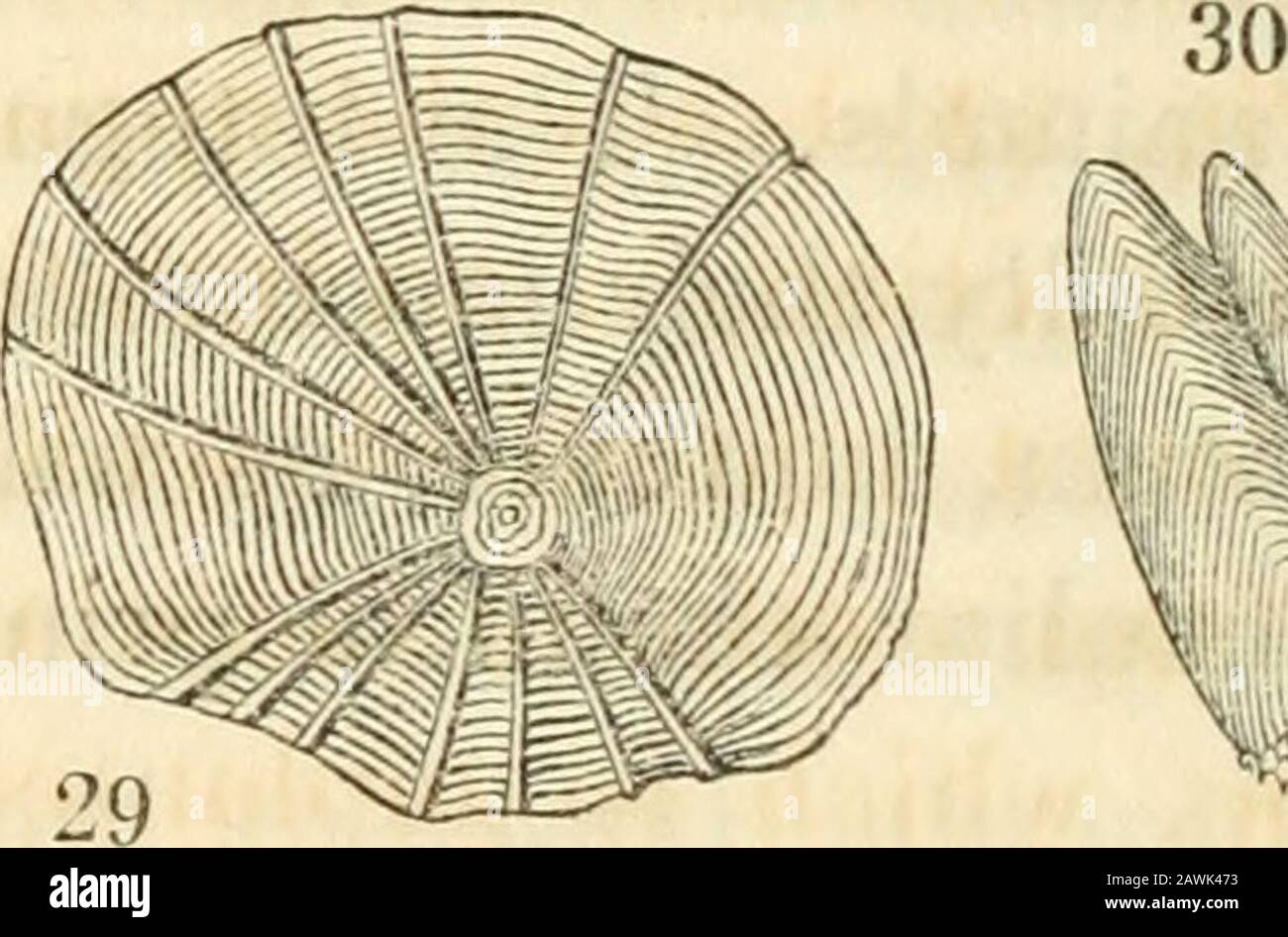 Gelatinous forms hi-res stock photography and images - Alamy