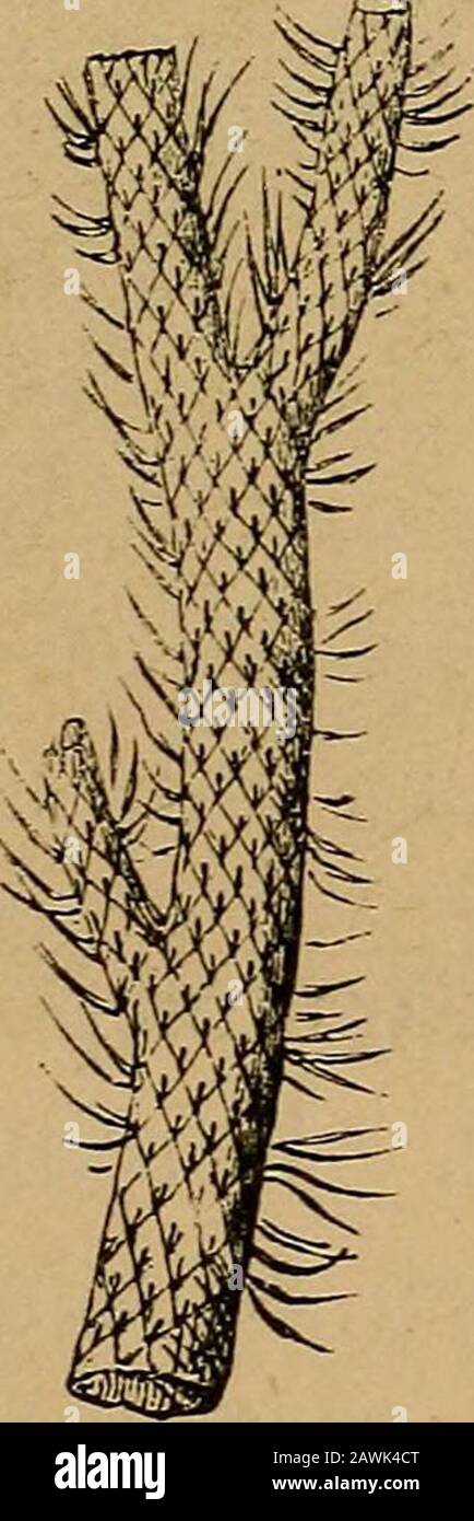 Lepidodendron fossil hi-res stock photography and images - Alamy