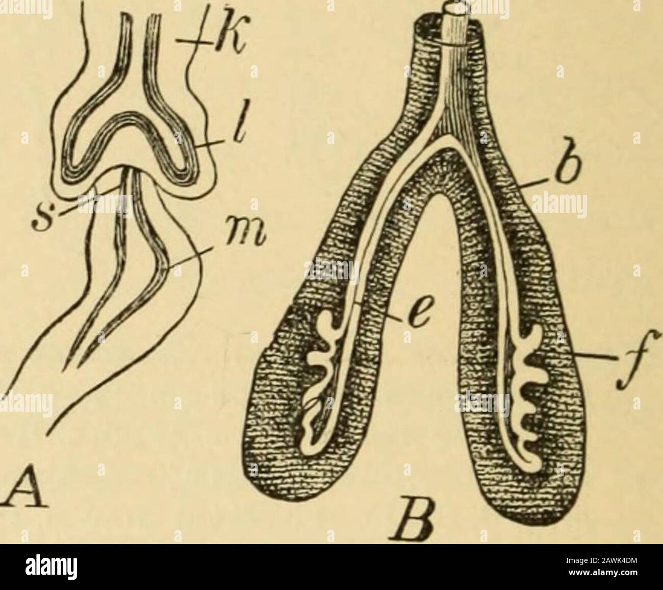A system of obstetrics . Fig. 129.—(From Balfour, after Gotte ...
