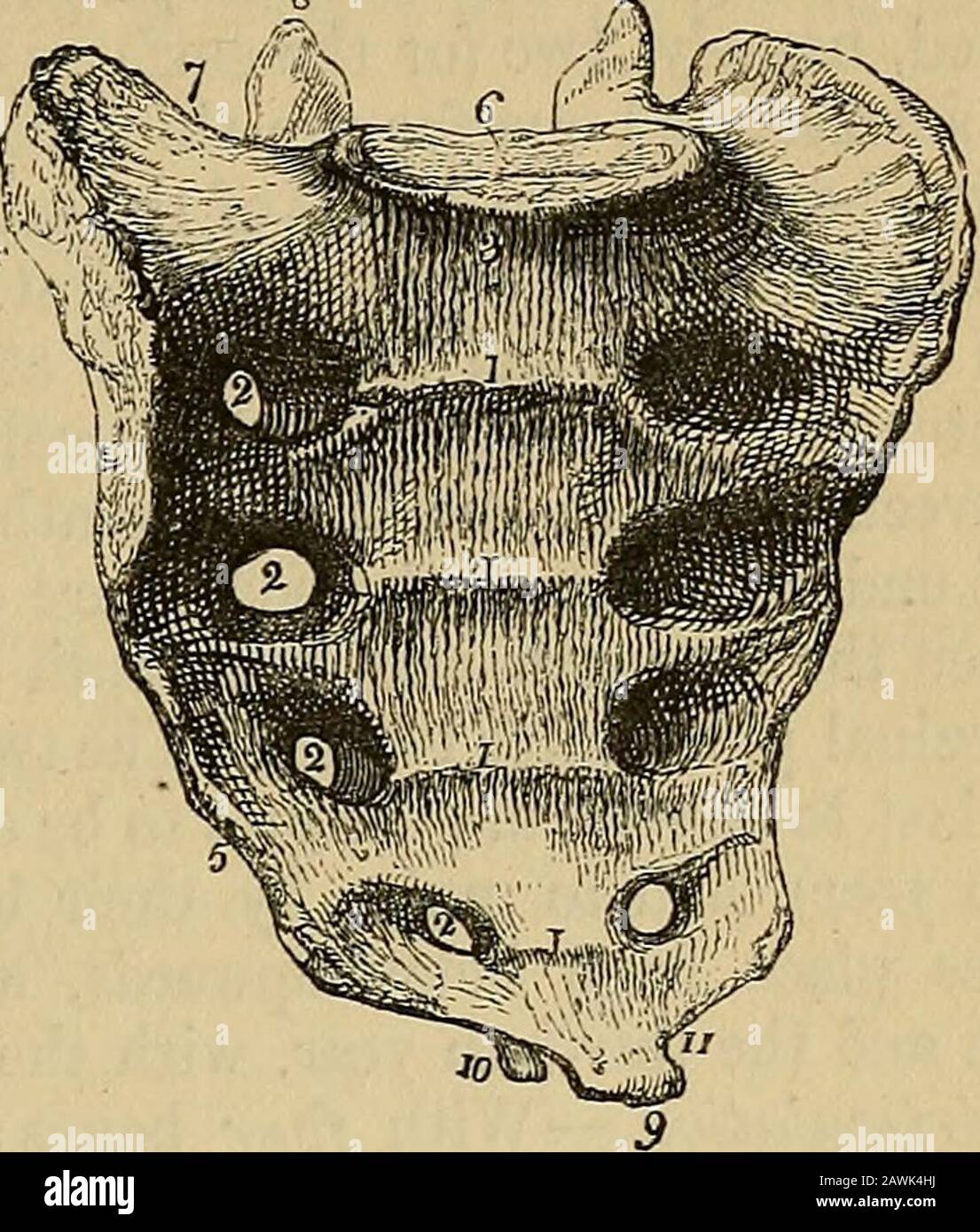 Anterior tubercles hi-res stock photography and images - Alamy