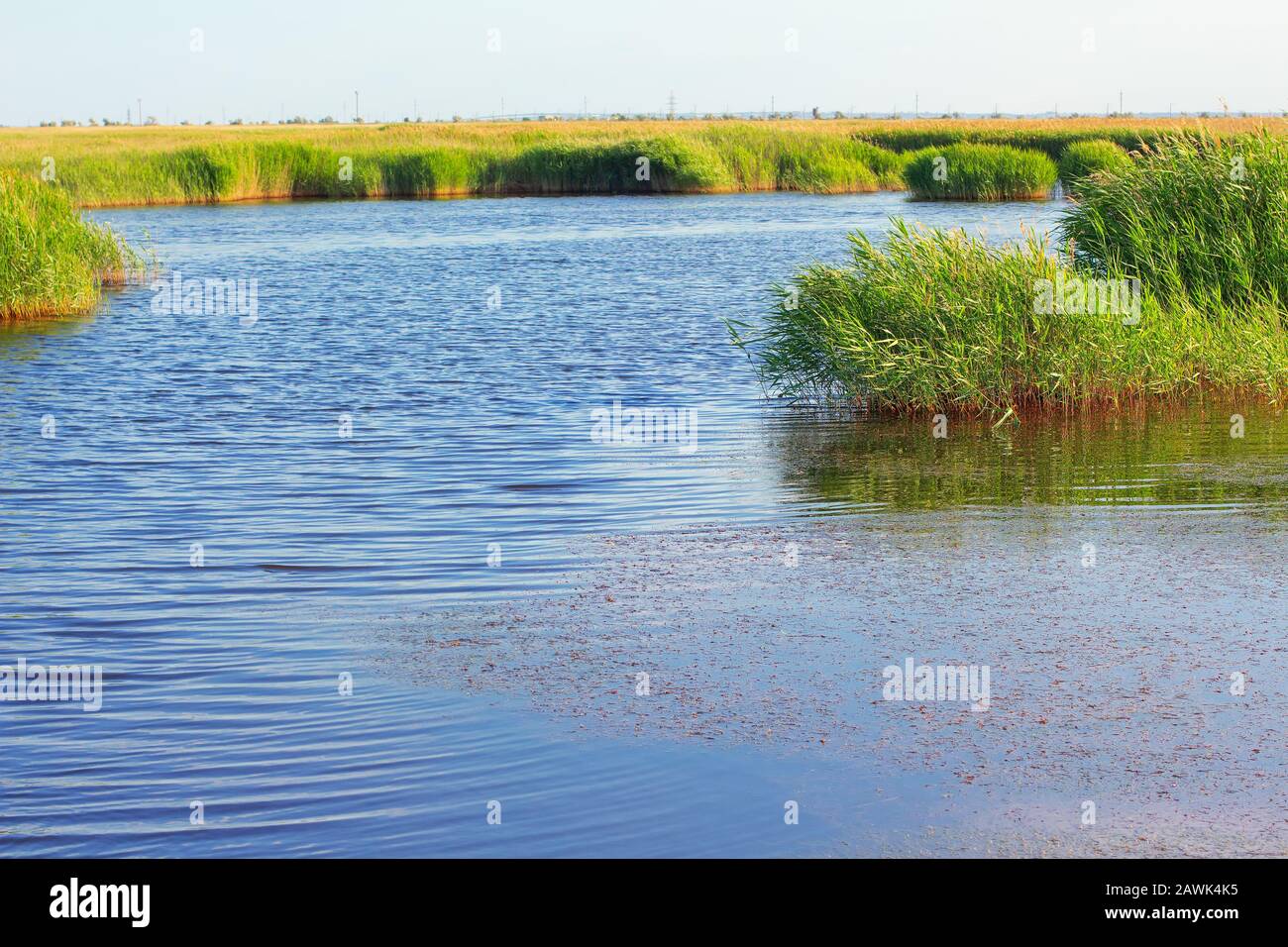 natural swamp with green reed Stock Photo - Alamy