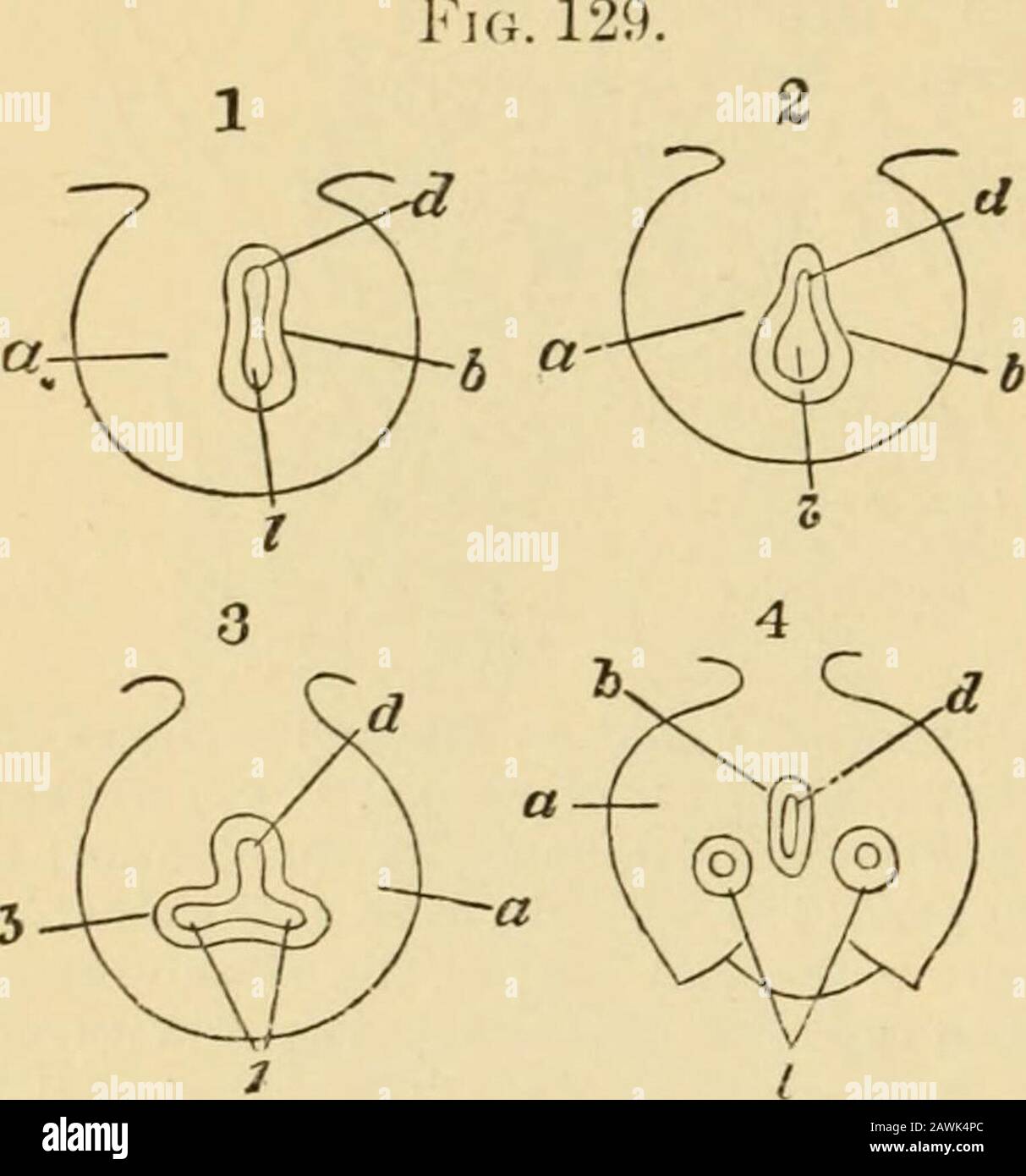 A system of obstetrics . intestine; vi, vitello-lntestinal duet. Fig ...