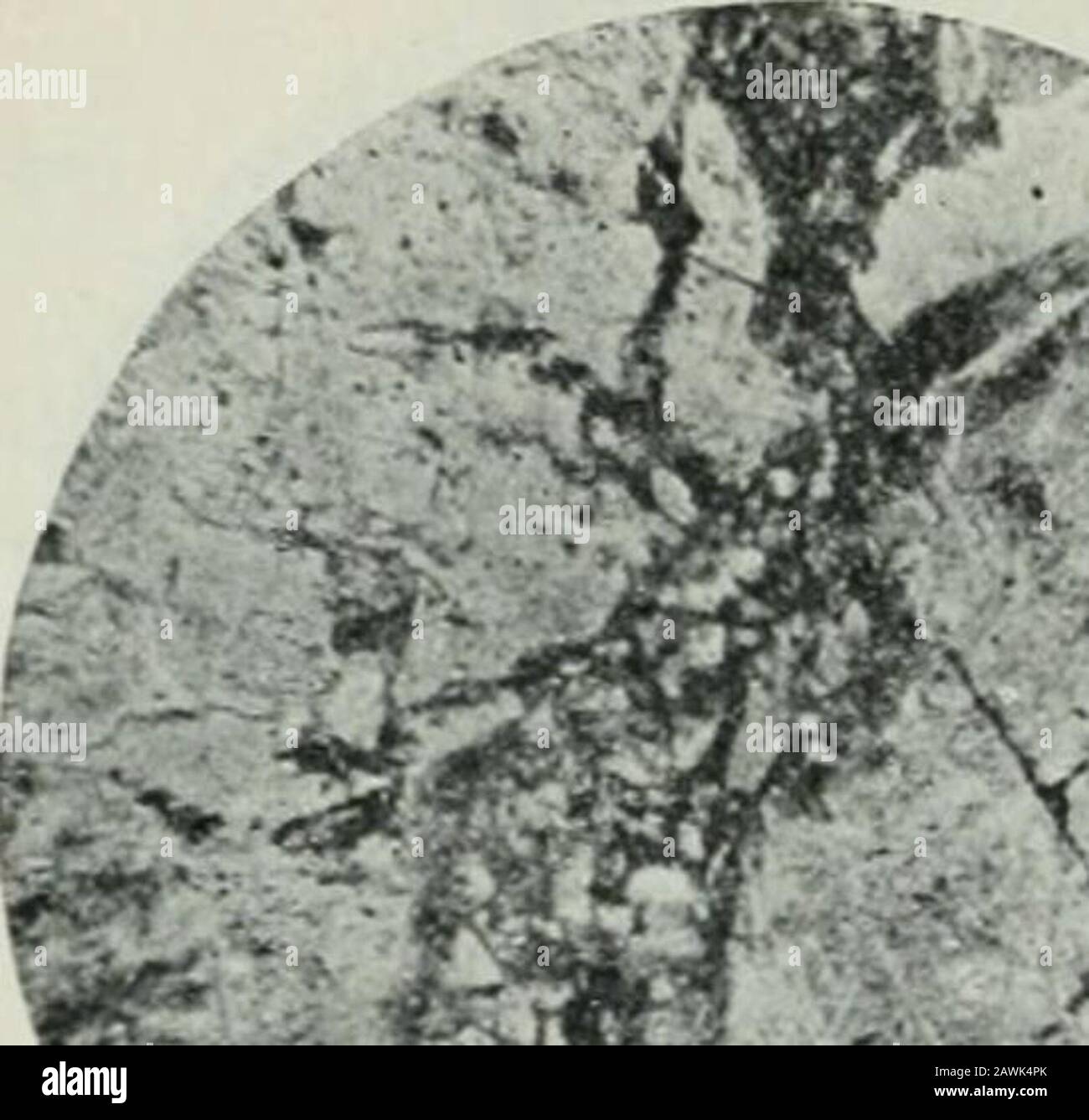 Transactions . Fig. 6.—Quartz-Porphyry, Ground-Mass Devitrified ...