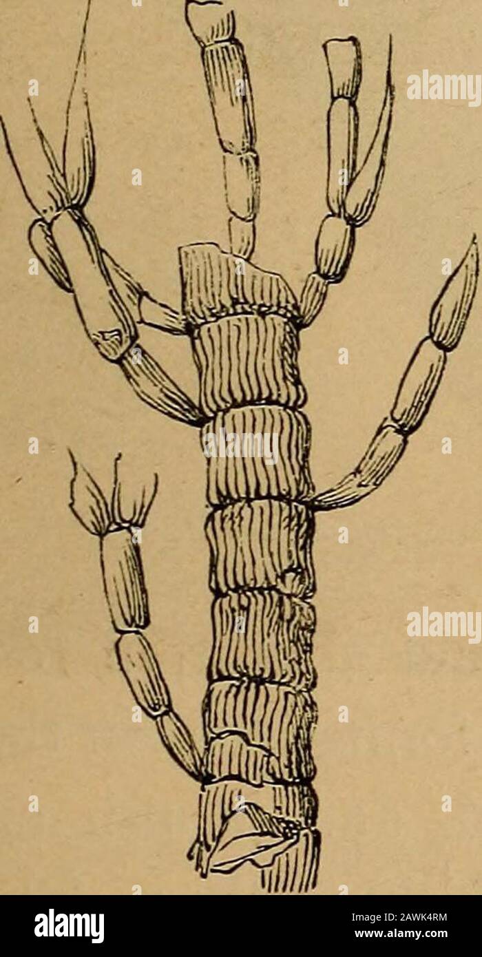 Diamonds and precious stones, a popular account of gems .. . Fig. 5 ...