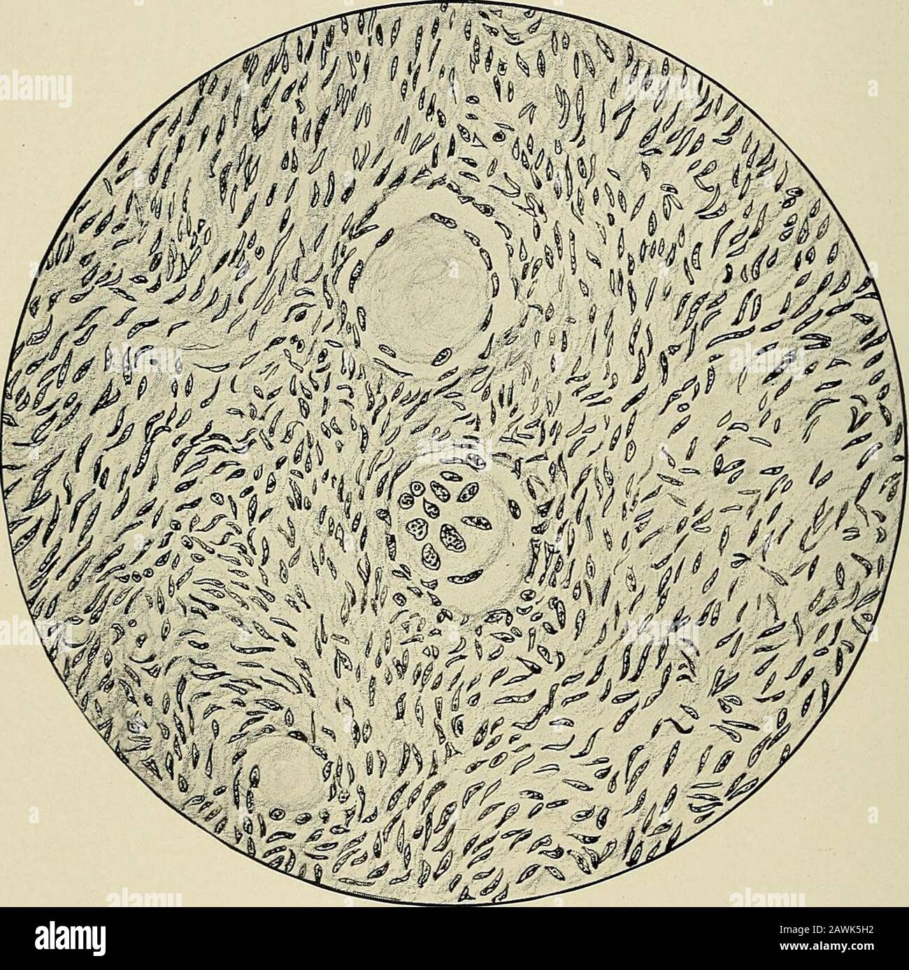 Ovary Primordial Cells
