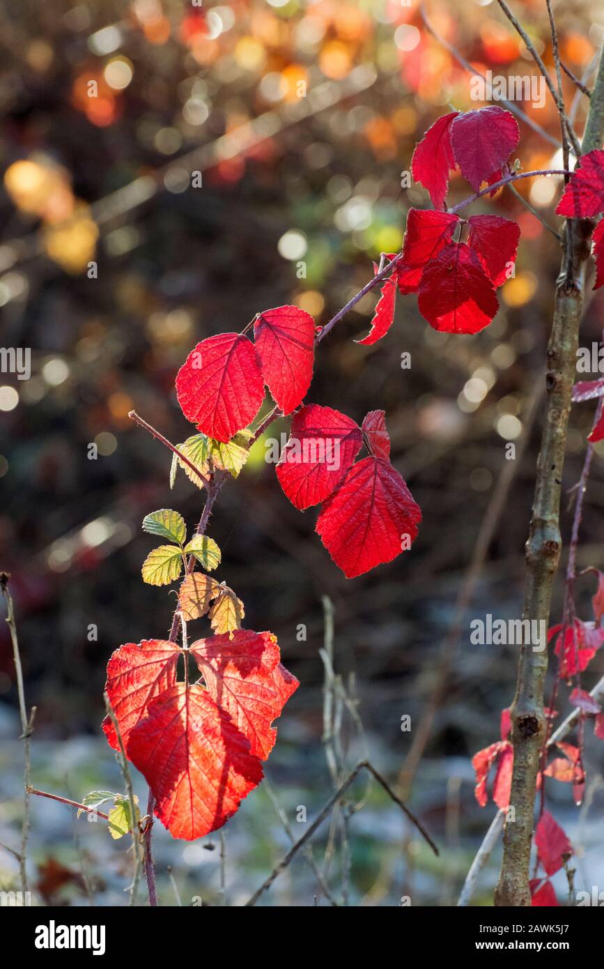 Red bramble leaves during autumn Stock Photo - Alamy