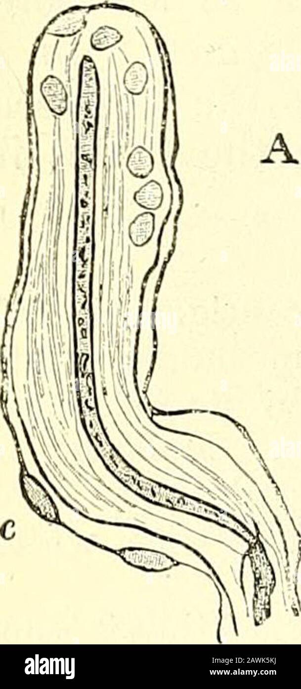 Quain's elements of anatomy . ical longitudinal section; B, in ...